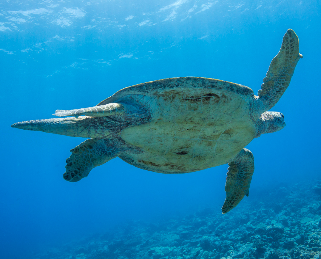 Male Hatchling Production in Sea Turtles from One of the World’s ...