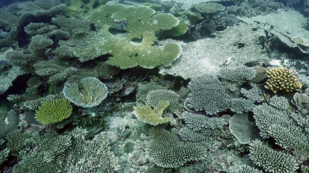 A Quick, Easy and Non-Invasive Method to Quantify Coral Growth Rates ...