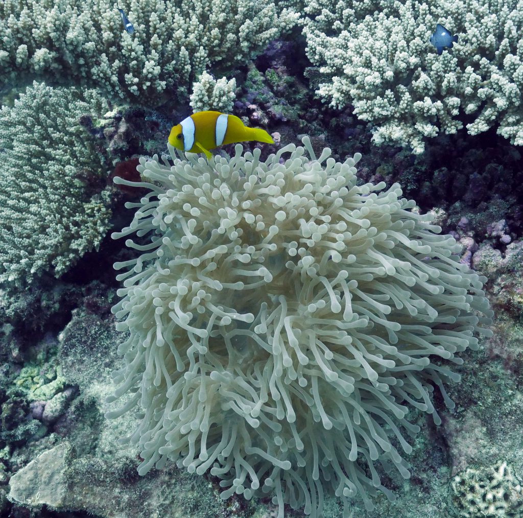 Trait and Phylogenetic Diversity Provide Insights into Community ...