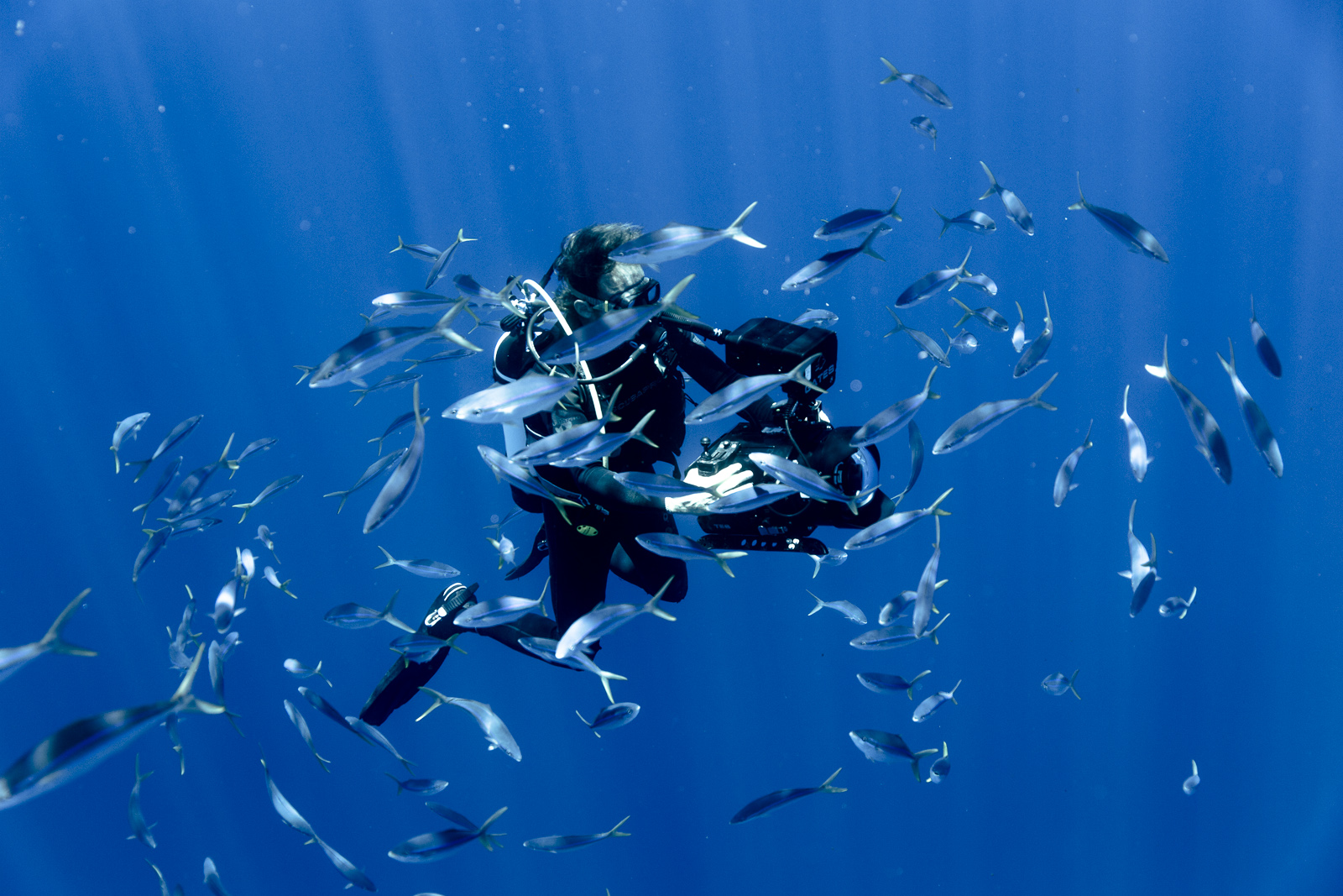 Estimating Space use of Mobile Fishes in a Large Marine Protected Area ...