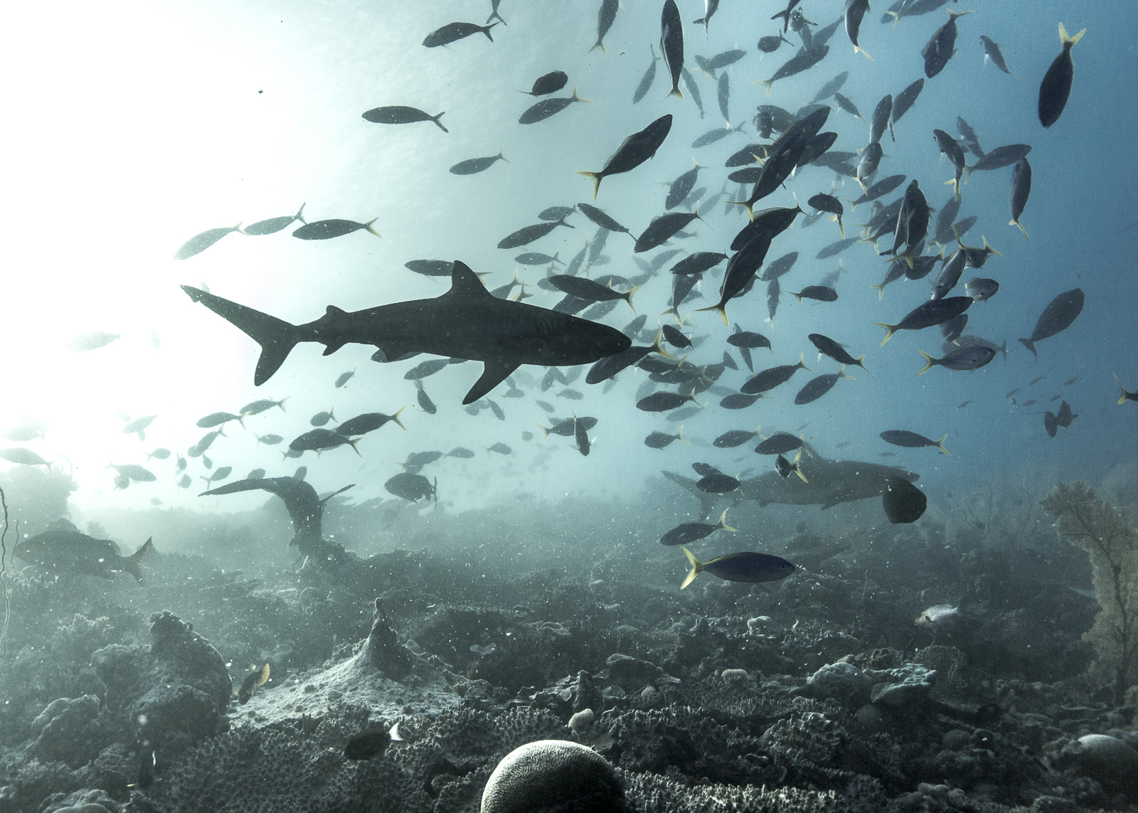 Shark Genomics Seascapes - Marine.Science