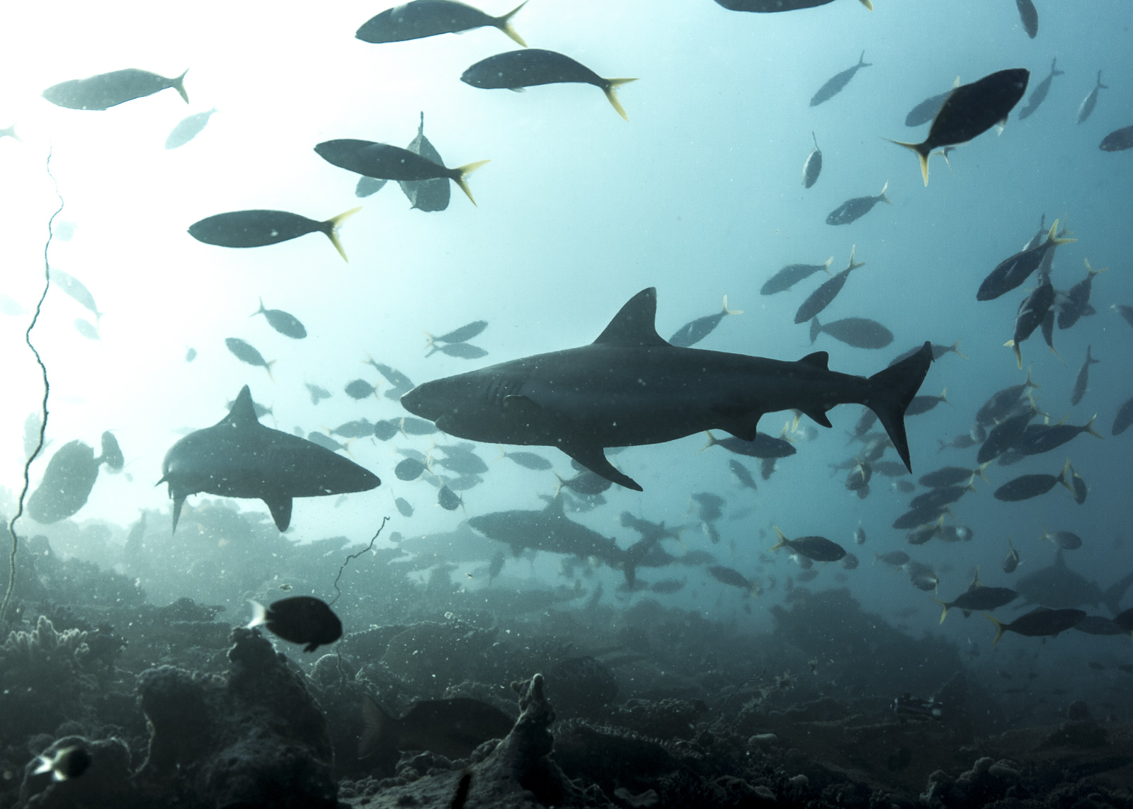 Shark Detection And Classification With Machine Learning Marine Science