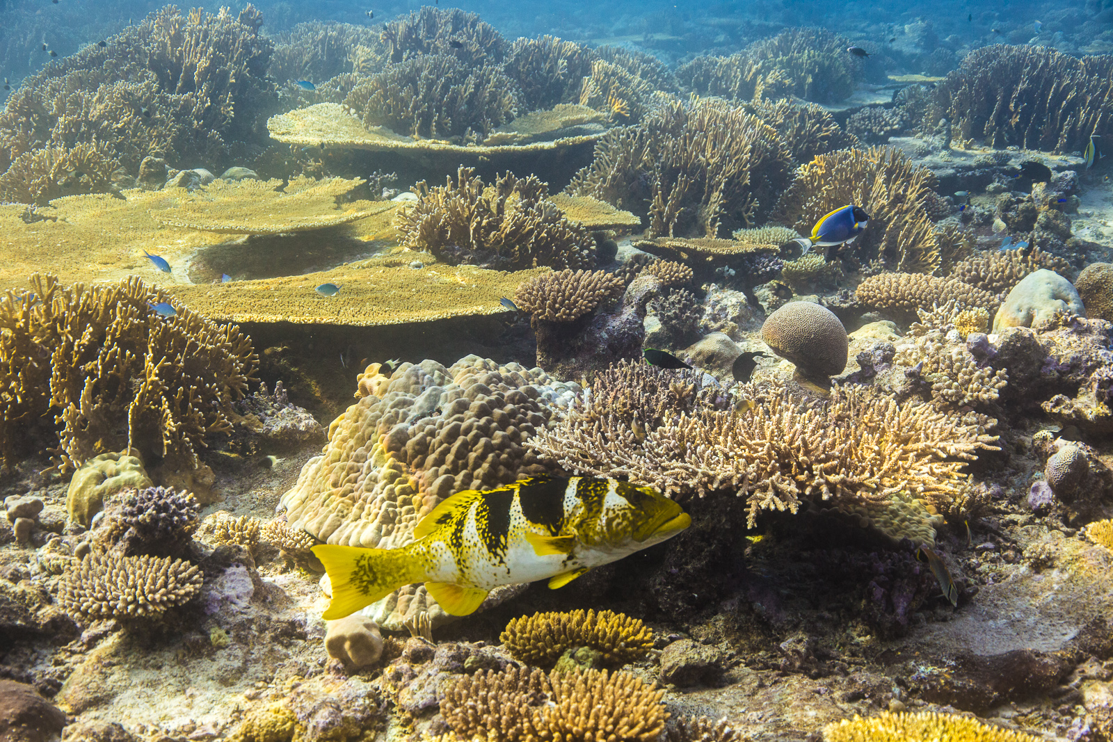 Monitoring Coral Reefs in the Indian Ocean - Marine.Science