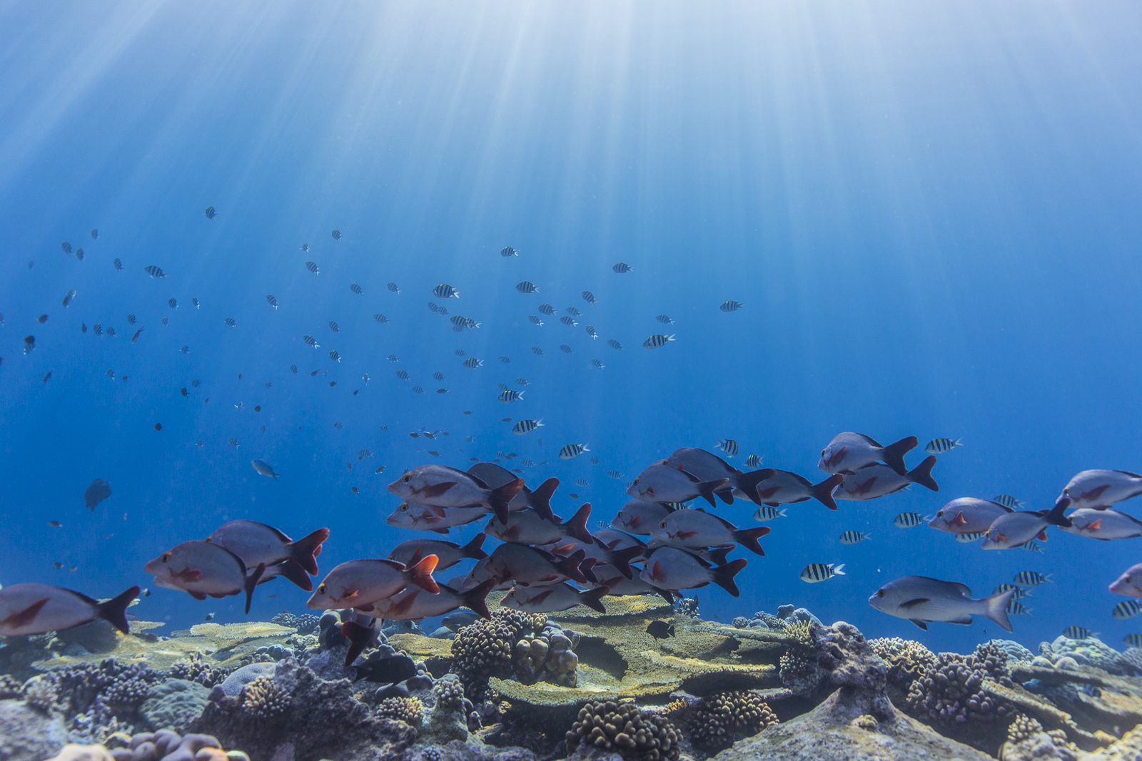 Webinar: Ocean Optimism - Solutions to Save our Blue Planet - Marine ...