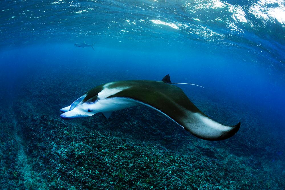 Dynamical Oceanographic Processes Impact on Reef Manta Ray Behaviour ...