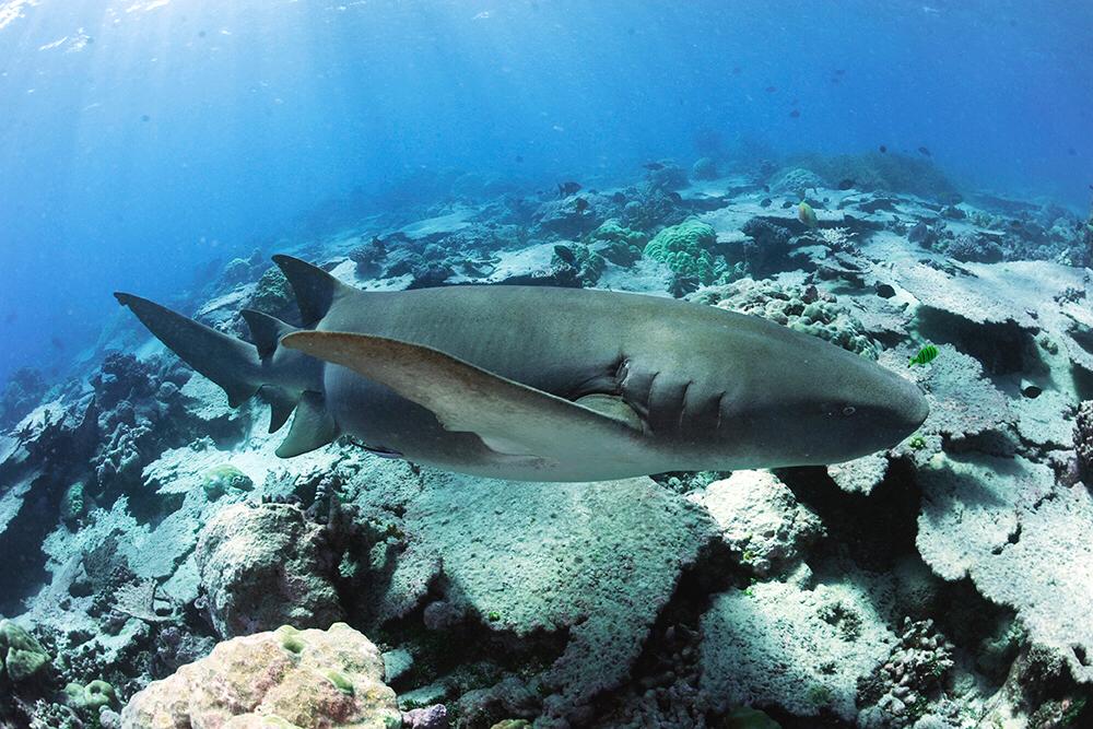 Convergence of Marine Megafauna Movement Patterns in Coastal and Open ...