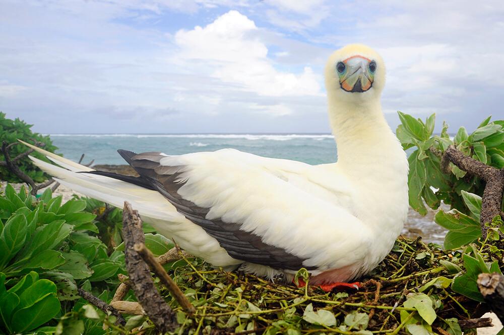 Marine Important Bird and Biodiversity Areas in the Chagos Archipelago ...