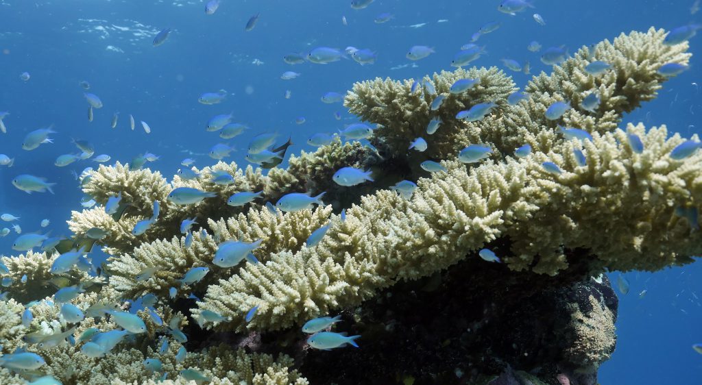 Terrestrial Invasive Species Alter Marine Vertebrate Behaviour - Marine ...