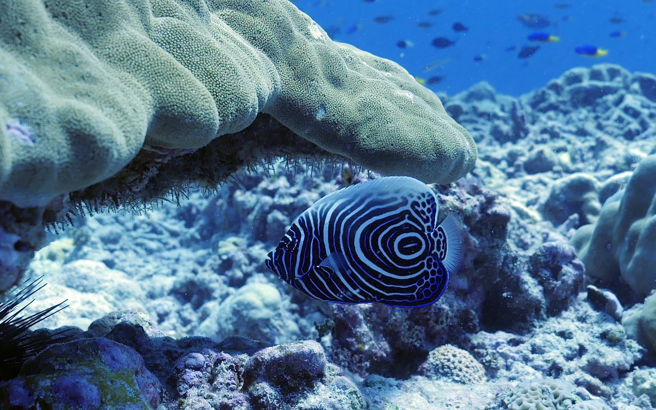 Gravity of Human Impacts Mediates Coral Reef Conservation Gains ...