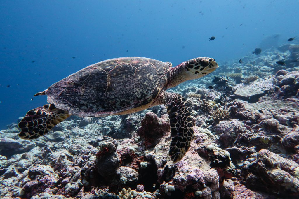 The Ecology of Sea Turtles in the Indian Ocean Region - Marine.Science