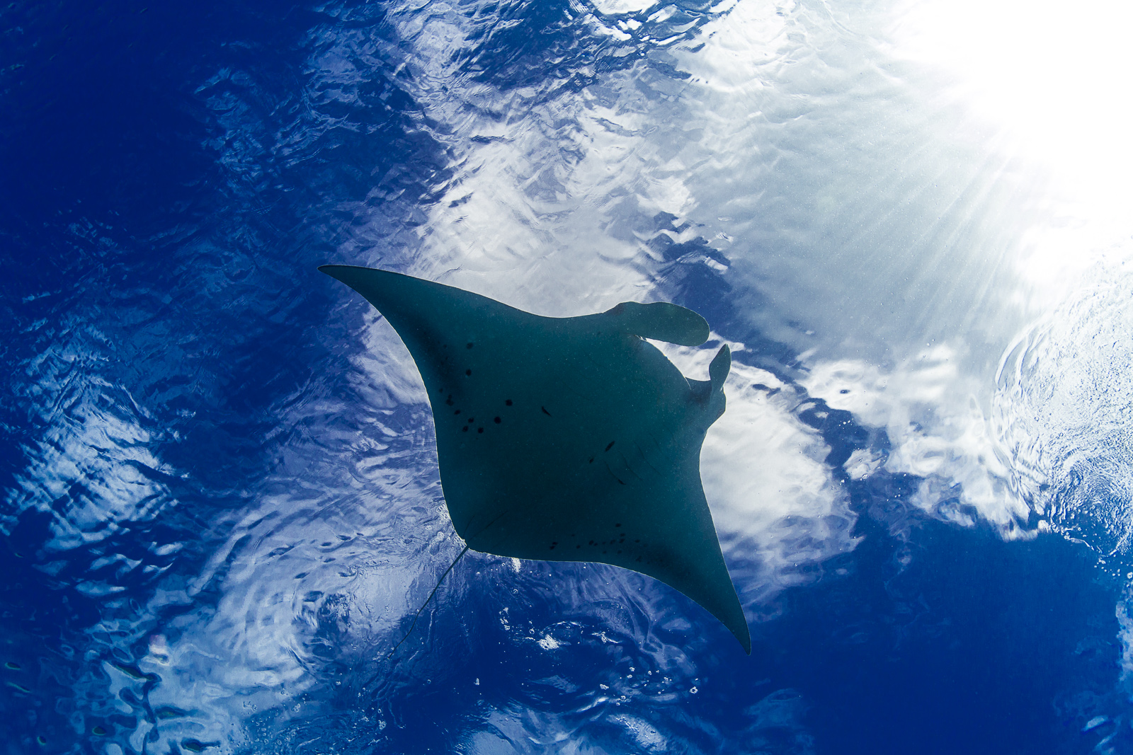 The Illegal Exploitation of Threatened Manta and Devil Rays in the ...