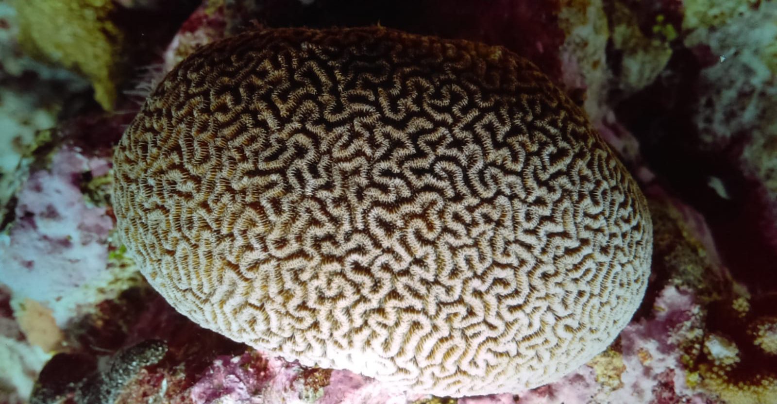 Coral bleaching Impacts from Back-to-Back 2015-2016 Thermal Anomalies ...