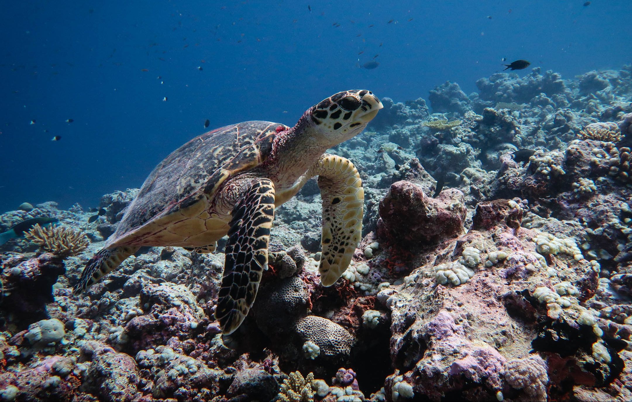 Use of long-distance migration patterns of an endangered species to ...