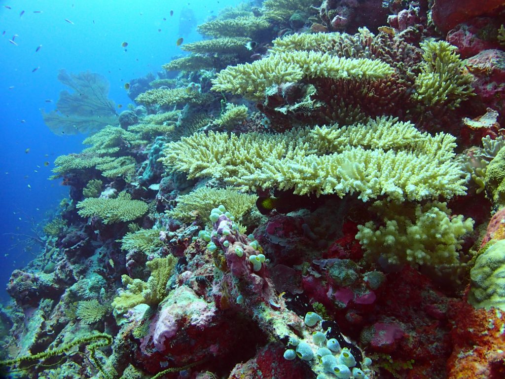 Quantifying Endolithic Bioerosion Rates on Remote Coral Reefs in the ...