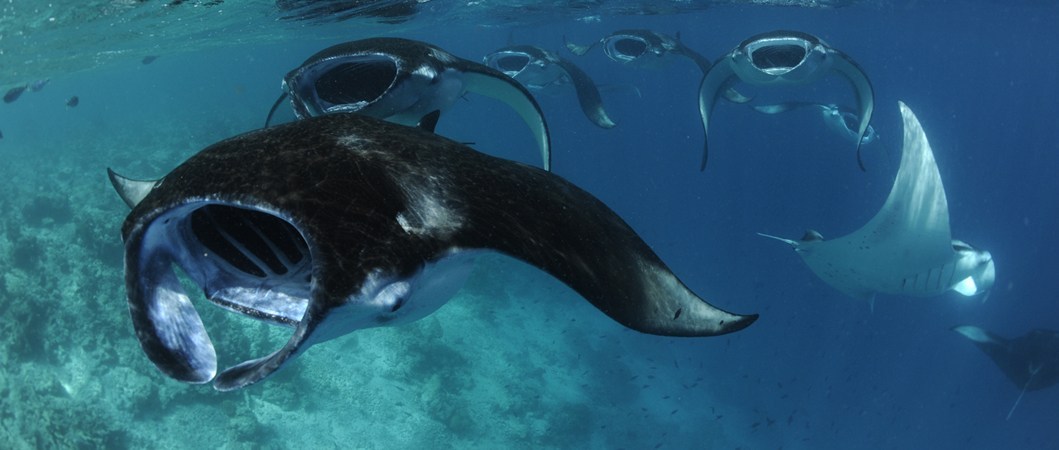 Reef Manta Rays in the Indian Ocean Region - Marine.Science