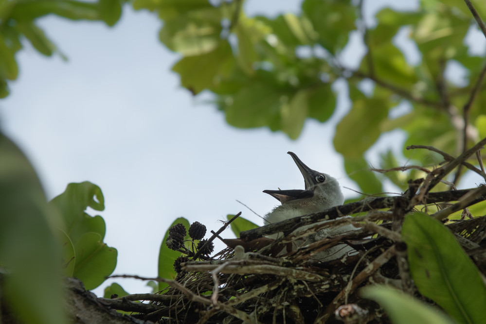 Seabird diversity and biomass enhance cross-ecosystem nutrient ...