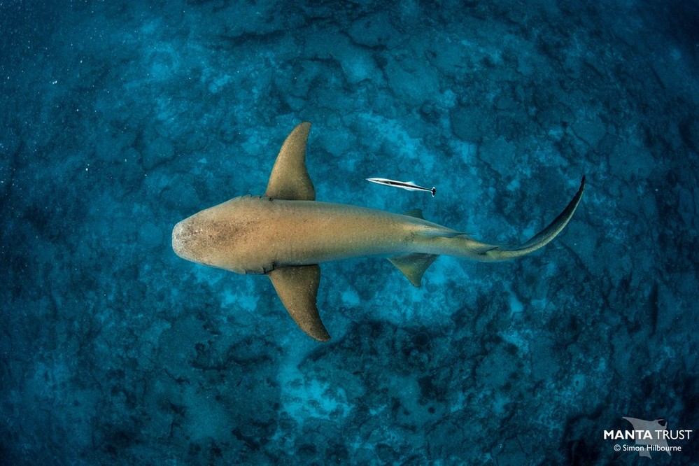 Emergent research and priorities for shark and ray conservation ...